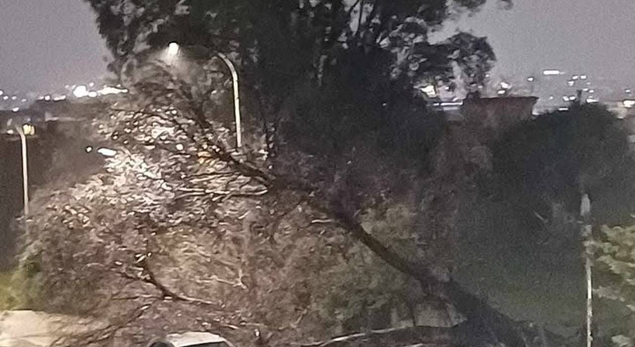 Maltempo a Marano, città in ginocchio: alberi crollati, strade allagate ...
