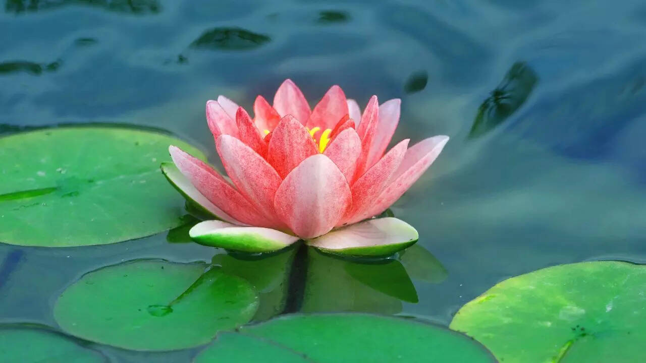 10 edible Indian flowers that have been part of traditional cooking for ...
