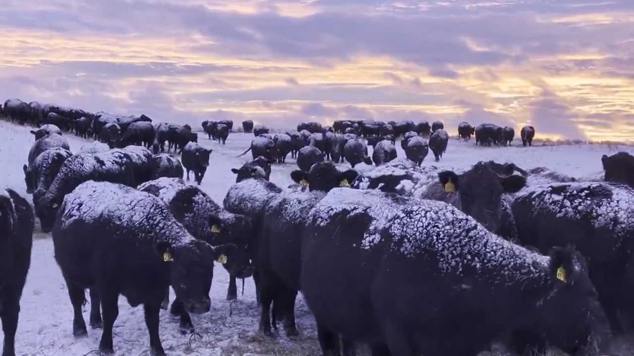 Herd of cattle during freezing temperatures in Geyser, Montana, USA