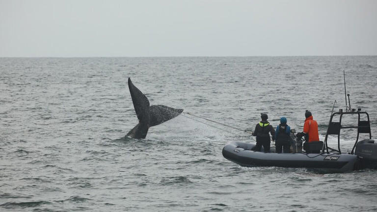 North Atlantic right whale freed from fishing gear off Georgia coast