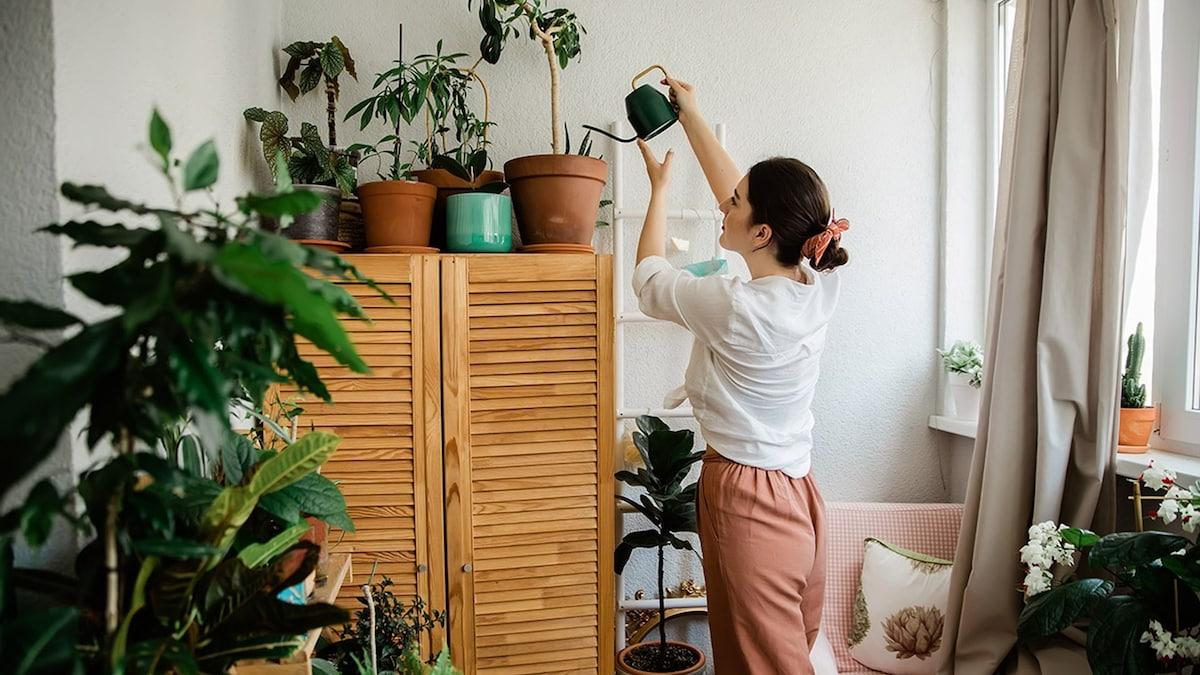 Por qué algunas plantas prosperan y otras no con los mismos cuidados