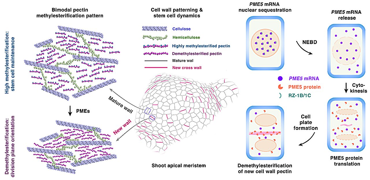 Scientists discover how plant cell walls guide stem cells