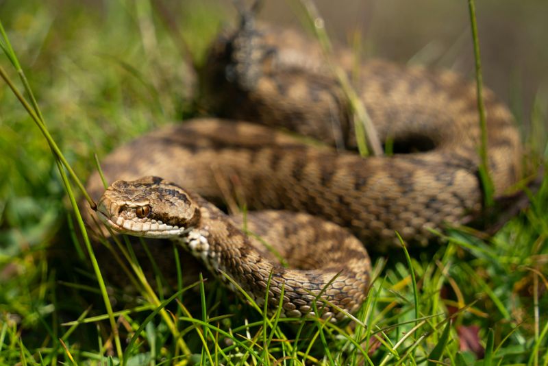 7 snake myths that have spread for years but aren’t accurate