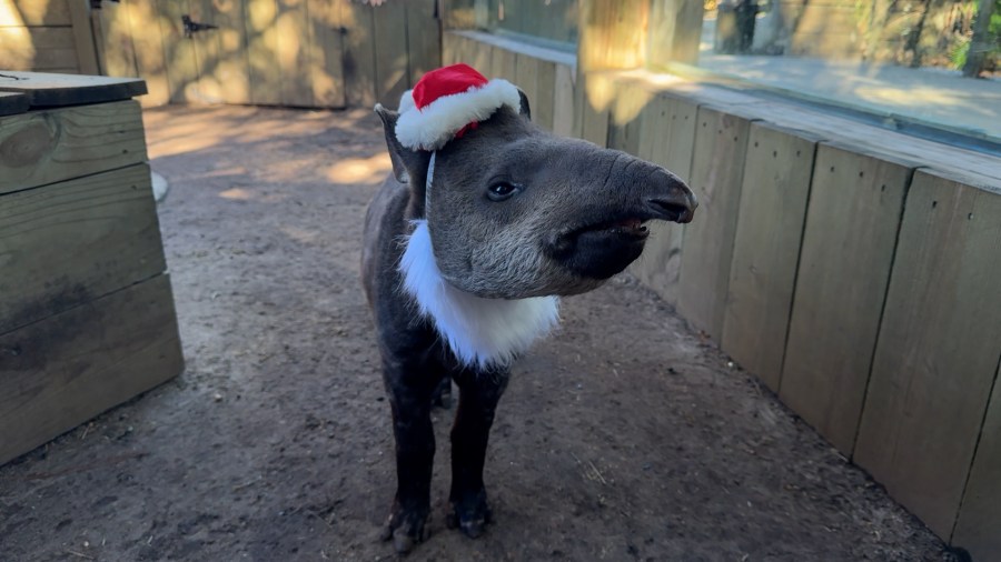 ZooWorld’s annual Cajun Christmas kicks off with festive fun