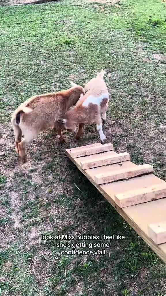 Watch Bubbles the goat find her confidence!