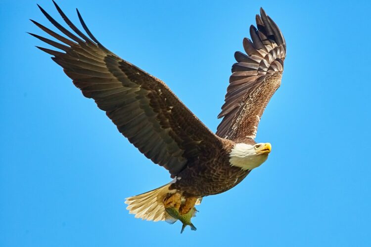 15 interesting facts about the bald eagle