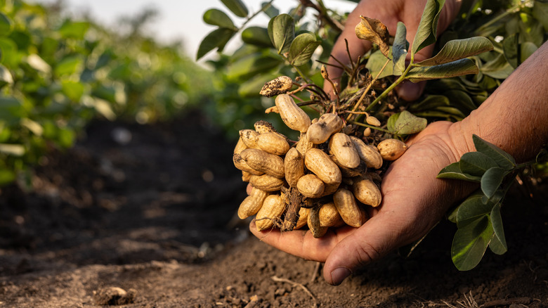 The turbulent history of peanuts is the story of America