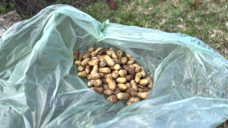 The turbulent history of peanuts is the story of America