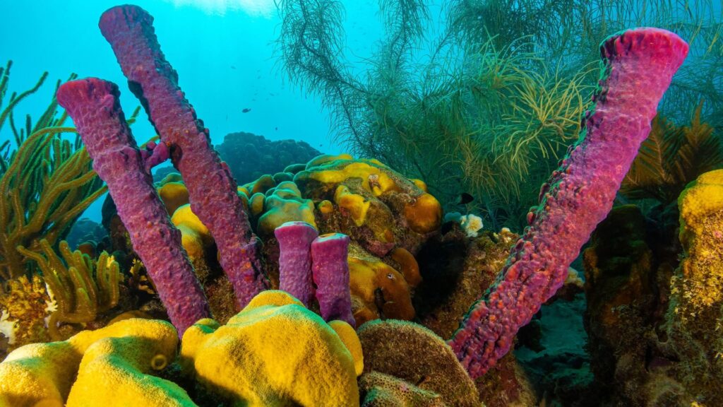 New deep-sea discovery suggests animals emerged 100 million years ...