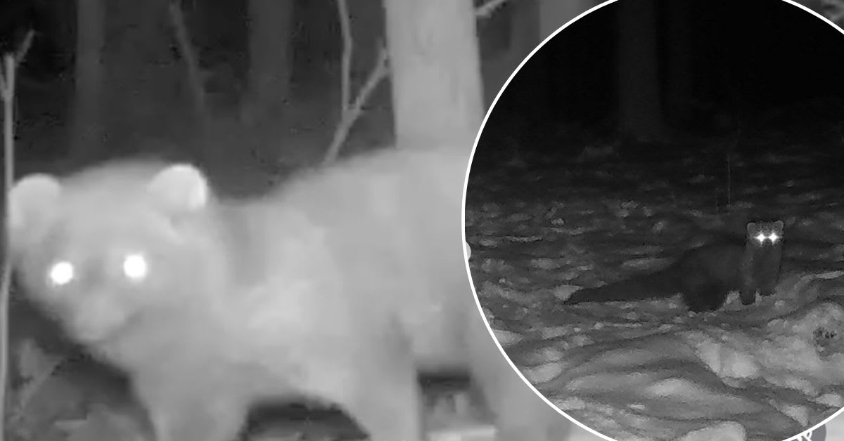 Super rare animal spotted