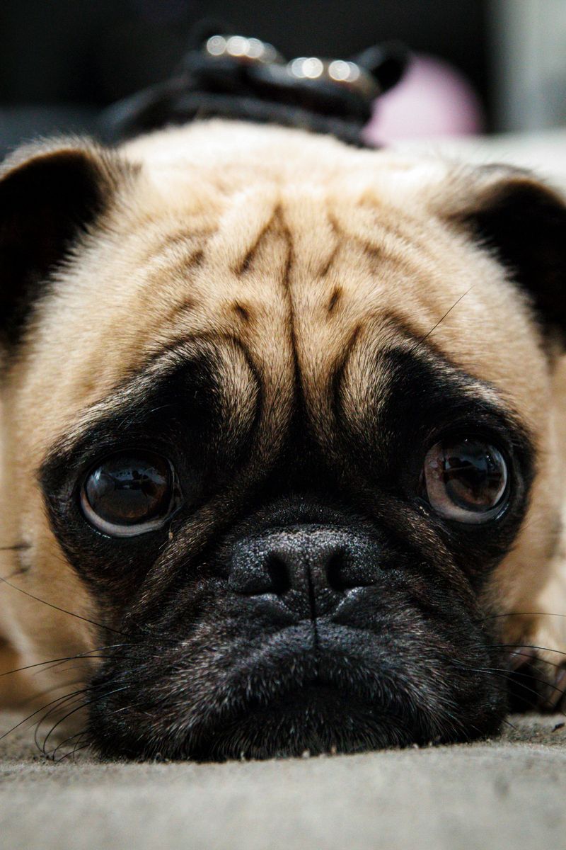 12 brachycephalic animal breeds