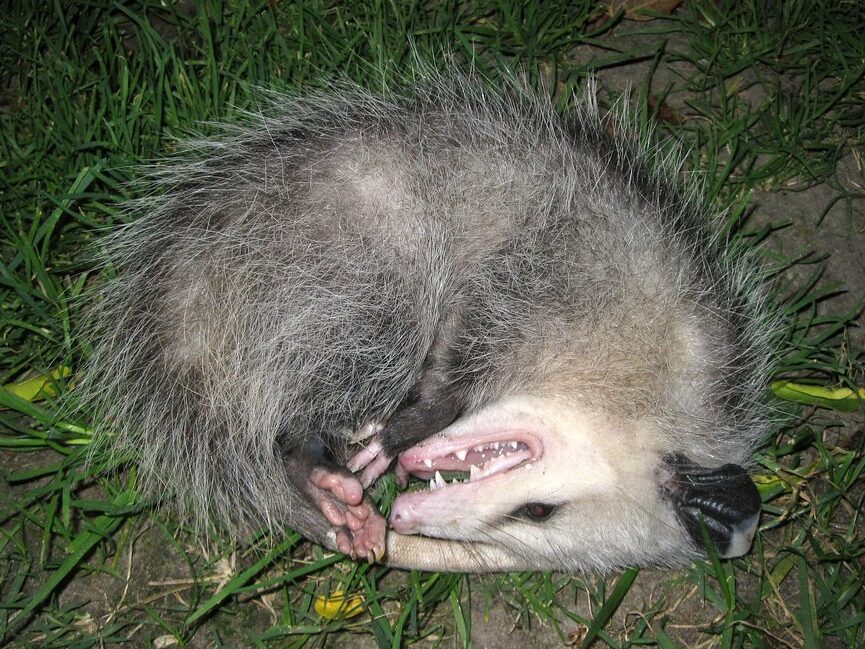 15 animals that could invade your home without you knowing