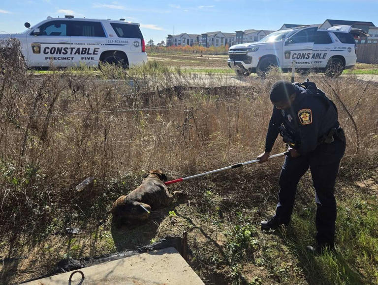 Latest on Katy dog attack: All three animals are alive, but no charges ...