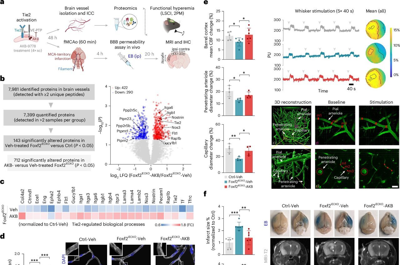 Stroke and dementia: Combating loss of function in small vessels of the ...