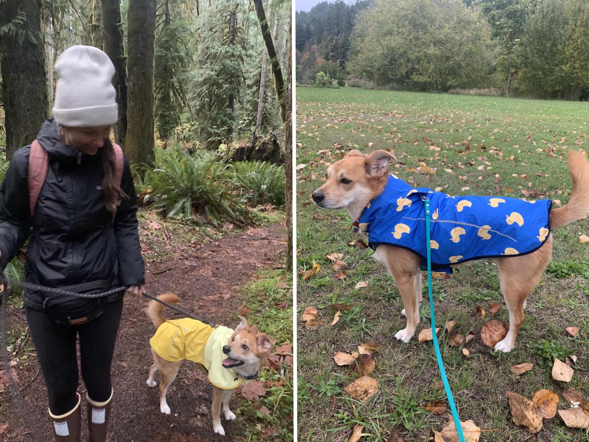 The best dog raincoats, from lightweight jackets to insulated vests for ...