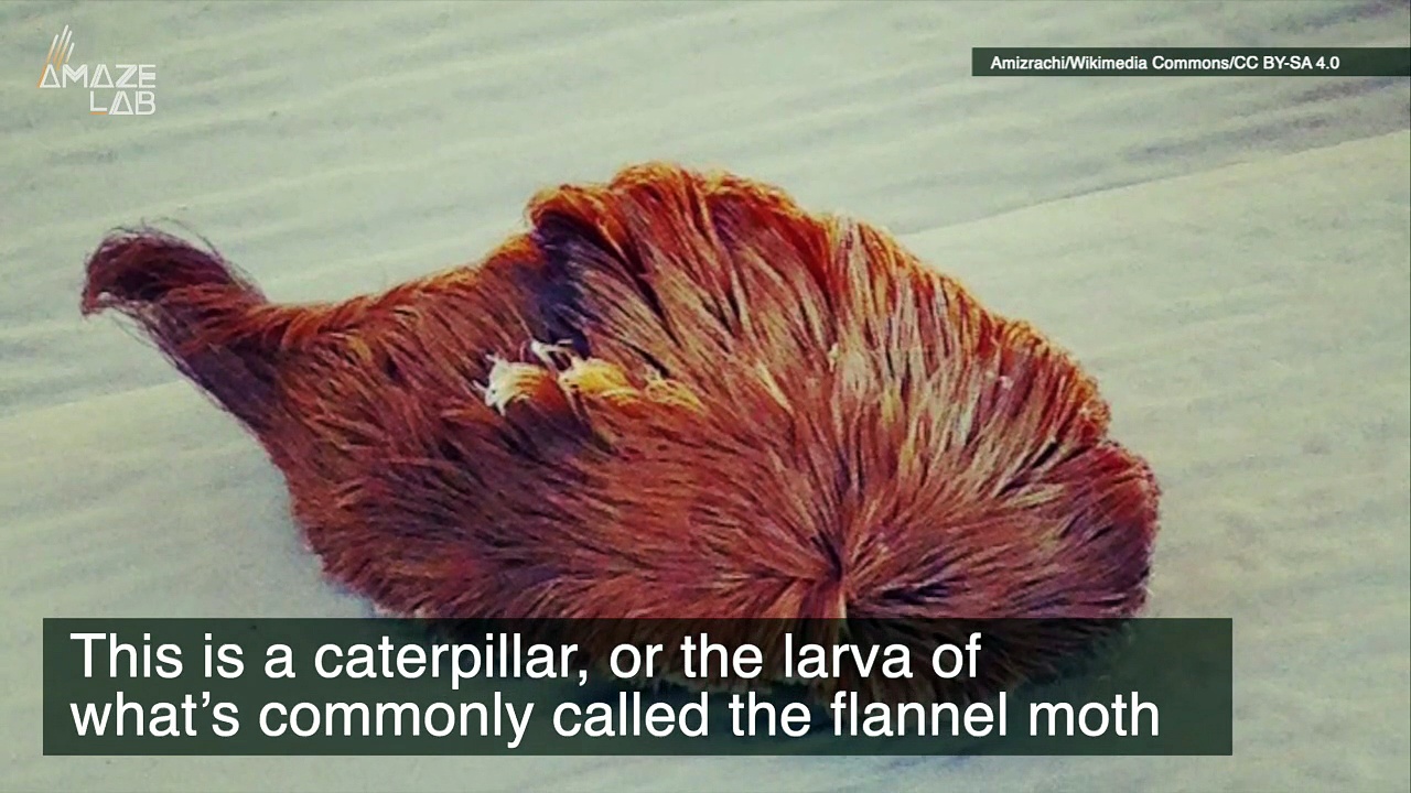 This fluffy caterpillar packs a venomous punch—and bacteria might be to ...
