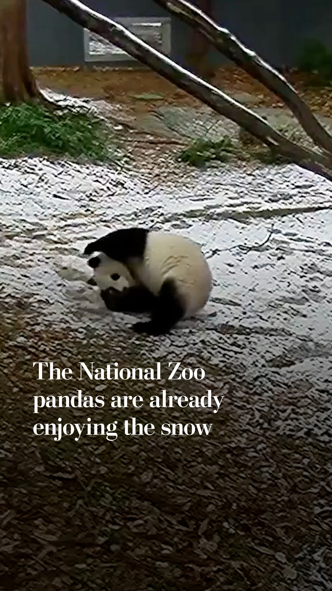 The National Zoo pandas are already enjoying the snow