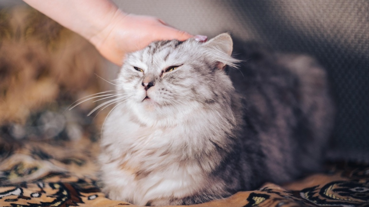 9 things your cat will do for you before it dies (because it hopes you ...