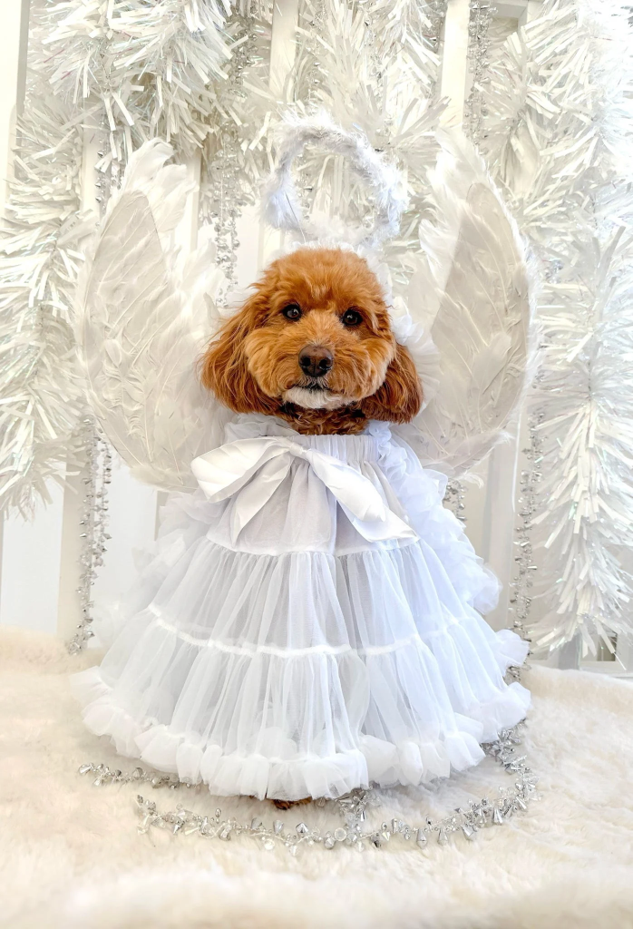 Dogs dress up as Nativity characters for third year in a row