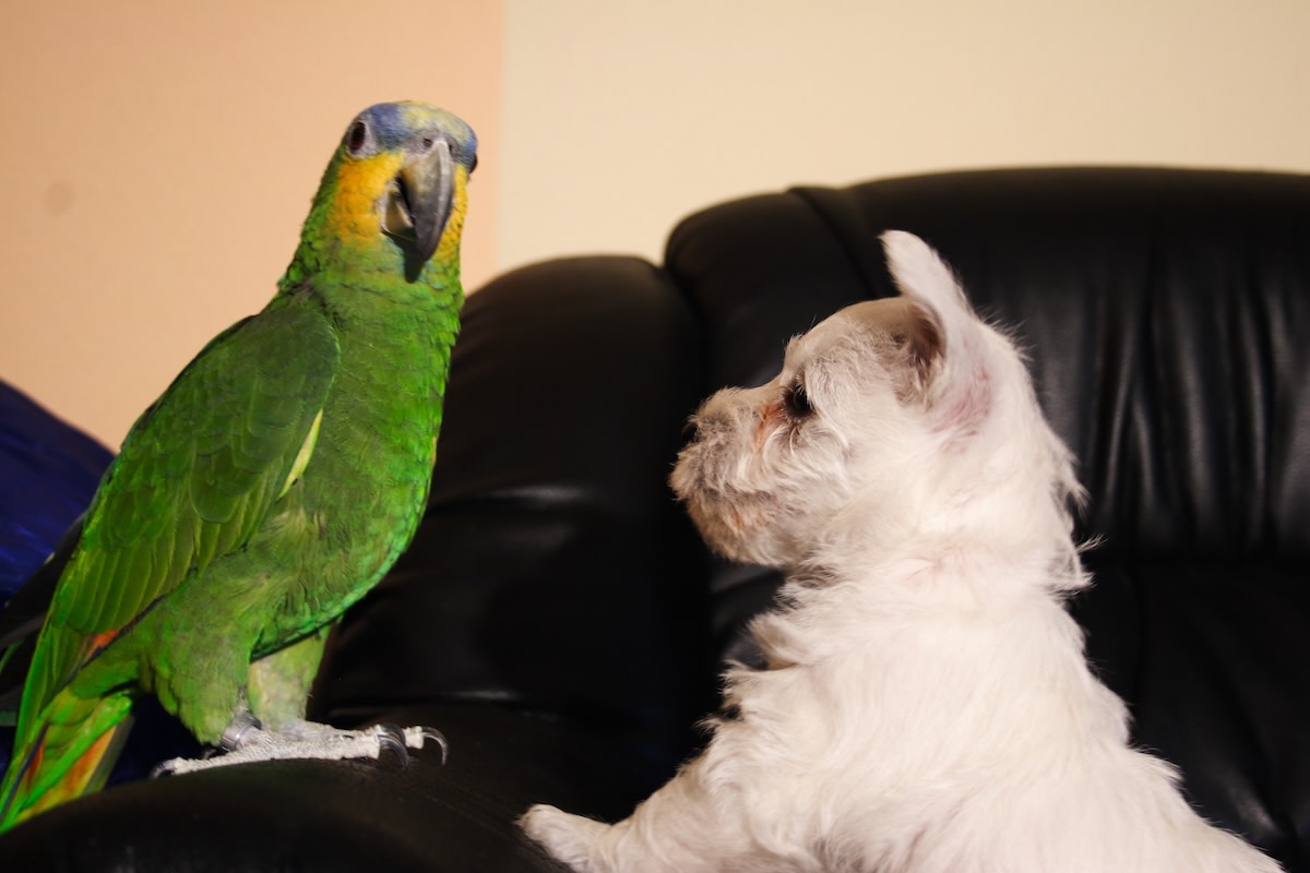 Girl tries to teach parrot to sing Mariah Carey but it's the dog who ...