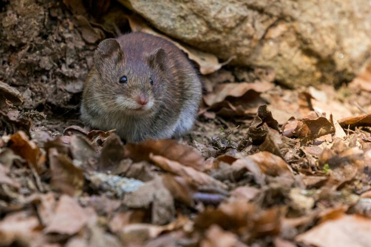 15 animals that could invade your home without you knowing