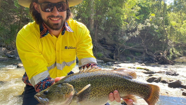 Mary River cod thriving in Brisbane River catchment, century after ...
