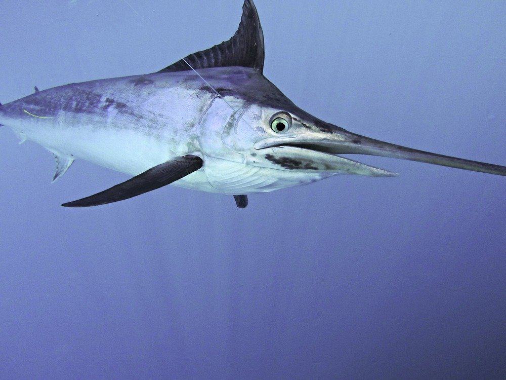 Like a boss: Man pulls in a 1,158-pound marlin completely alone