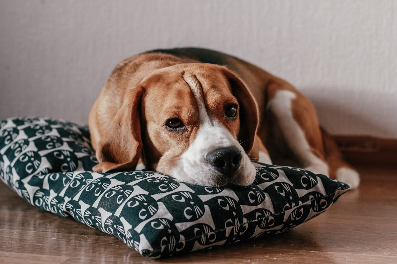 The 10 dog breeds that bark the most and drive neighbors crazy