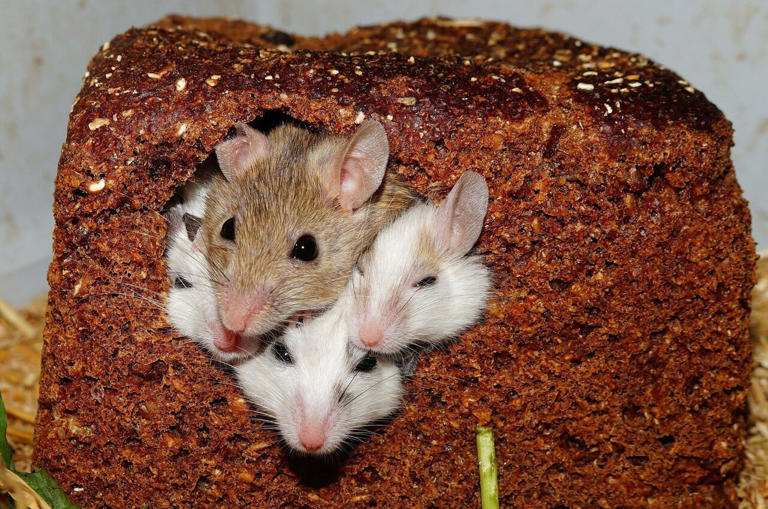 Mice actively seek better views to make visual decisions, virtual ...