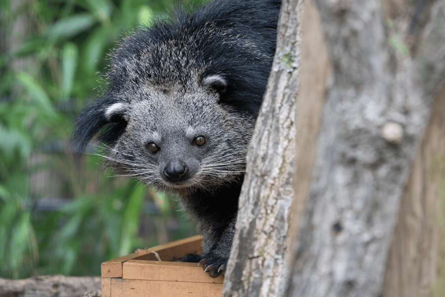 Bearcat attacks 2 zoo employees, sending them to the hospital
