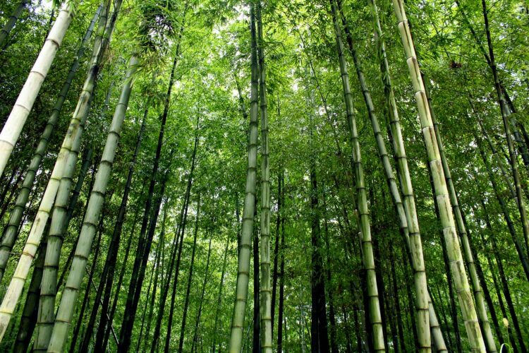15 interesting facts about nature that are lit
