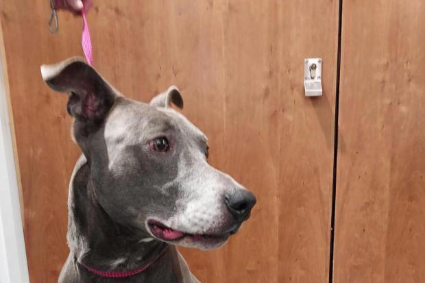 Police appeal to reunite dog found at roundabout with owner