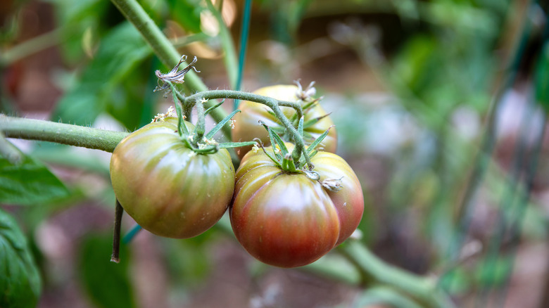 How to sweeten unripe tomatoes with just 2 easy additions