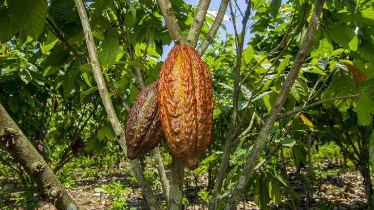 Mondelez called out by environment body over cocoa, palm oil sourcing