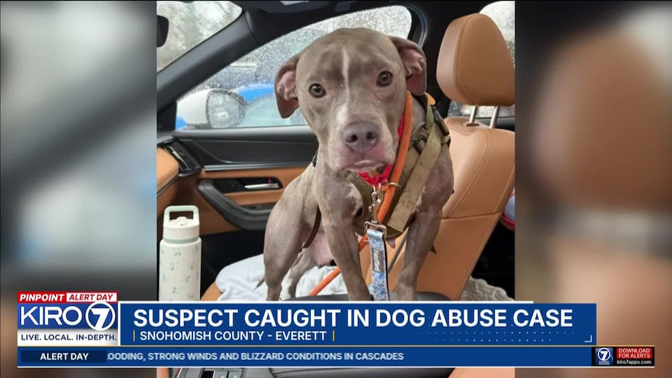 Video: Suspect caught in dog abuse case