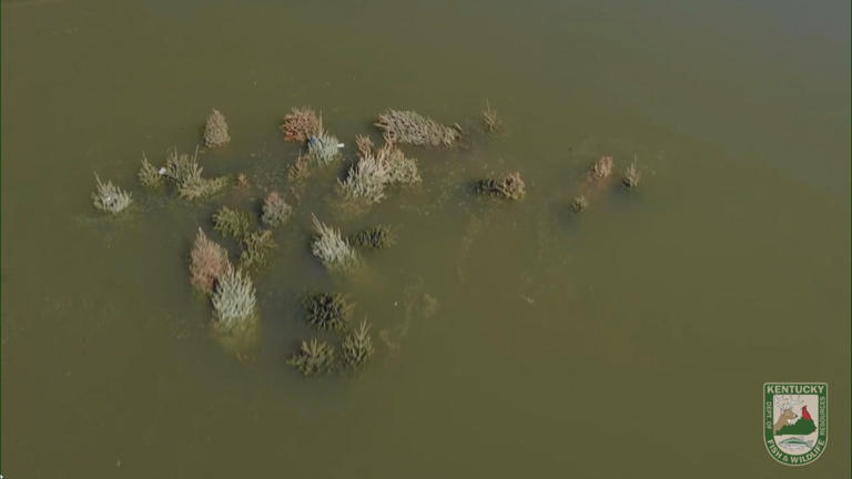 Kentucky Fish and Wildlife accepting Christmas trees to create fish habitat
