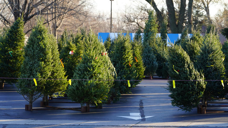 9 most fragrant live Christmas tree varieties that smell like the holidays