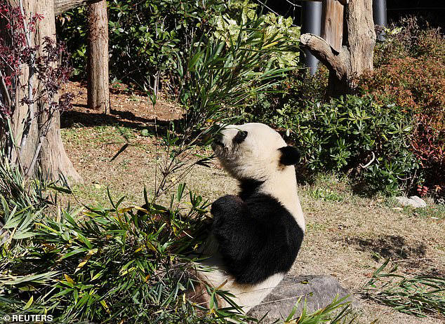 Japan to be panda-less for the first time in 50 years as giant twin ...
