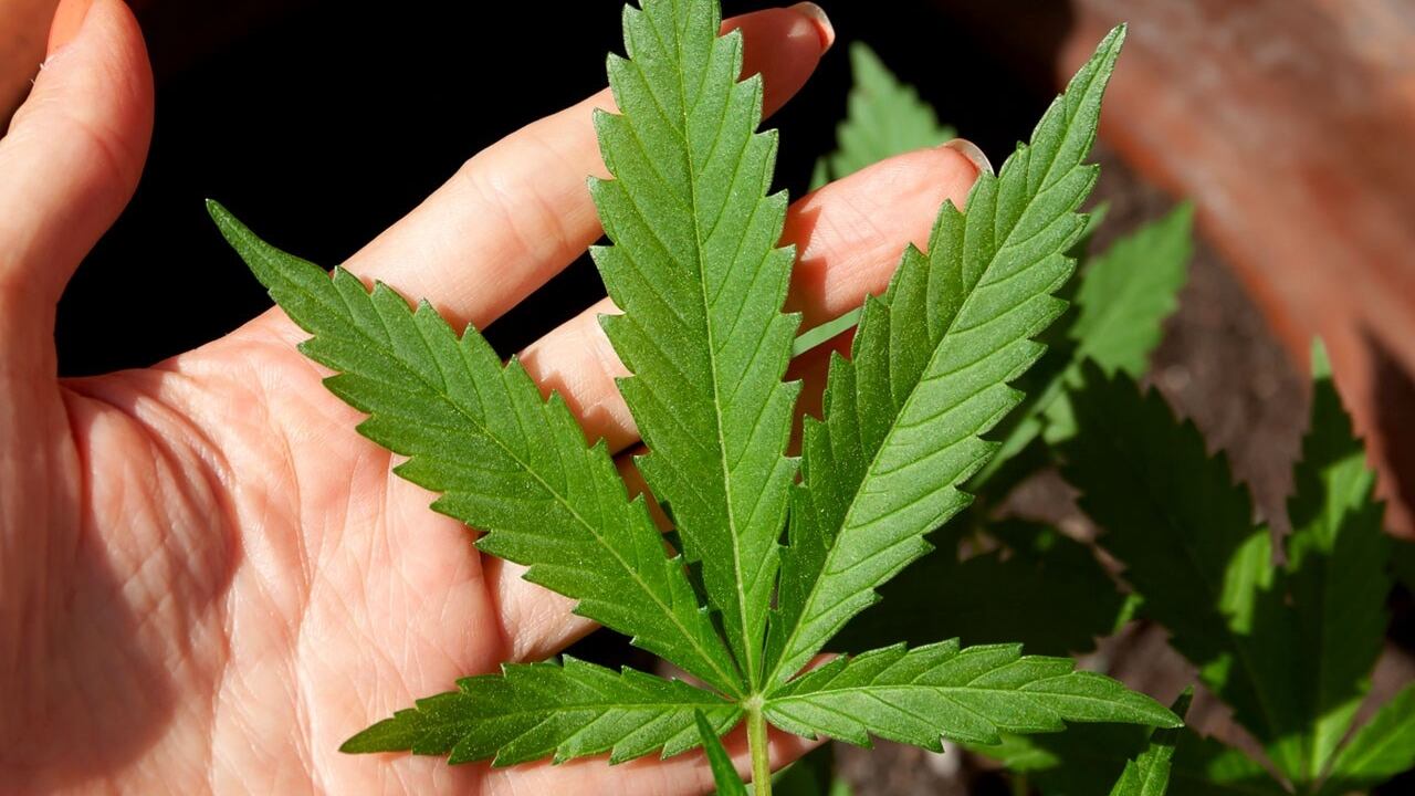How marijuana reclassification could reshape Arizona’s cannabis industry