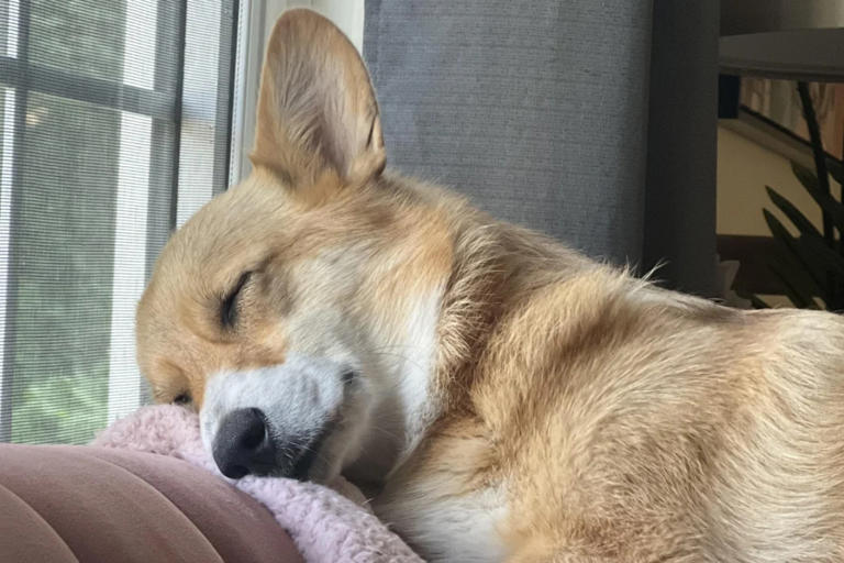 Corgi dog's sweet naptime smile melts hearts online