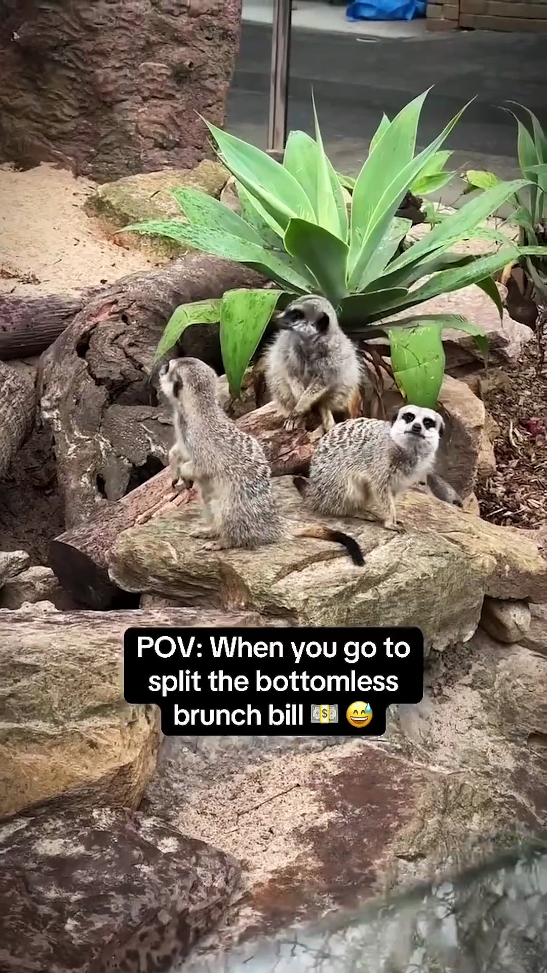 iPhone - Send and request cash in messages