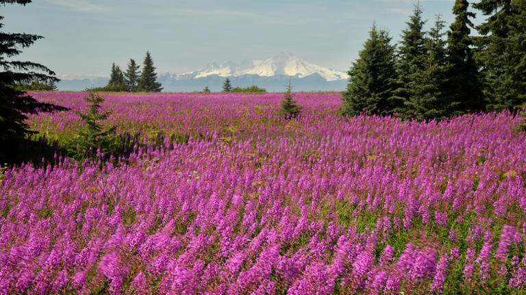 Here's what fireweed ice cream is and what it should taste like