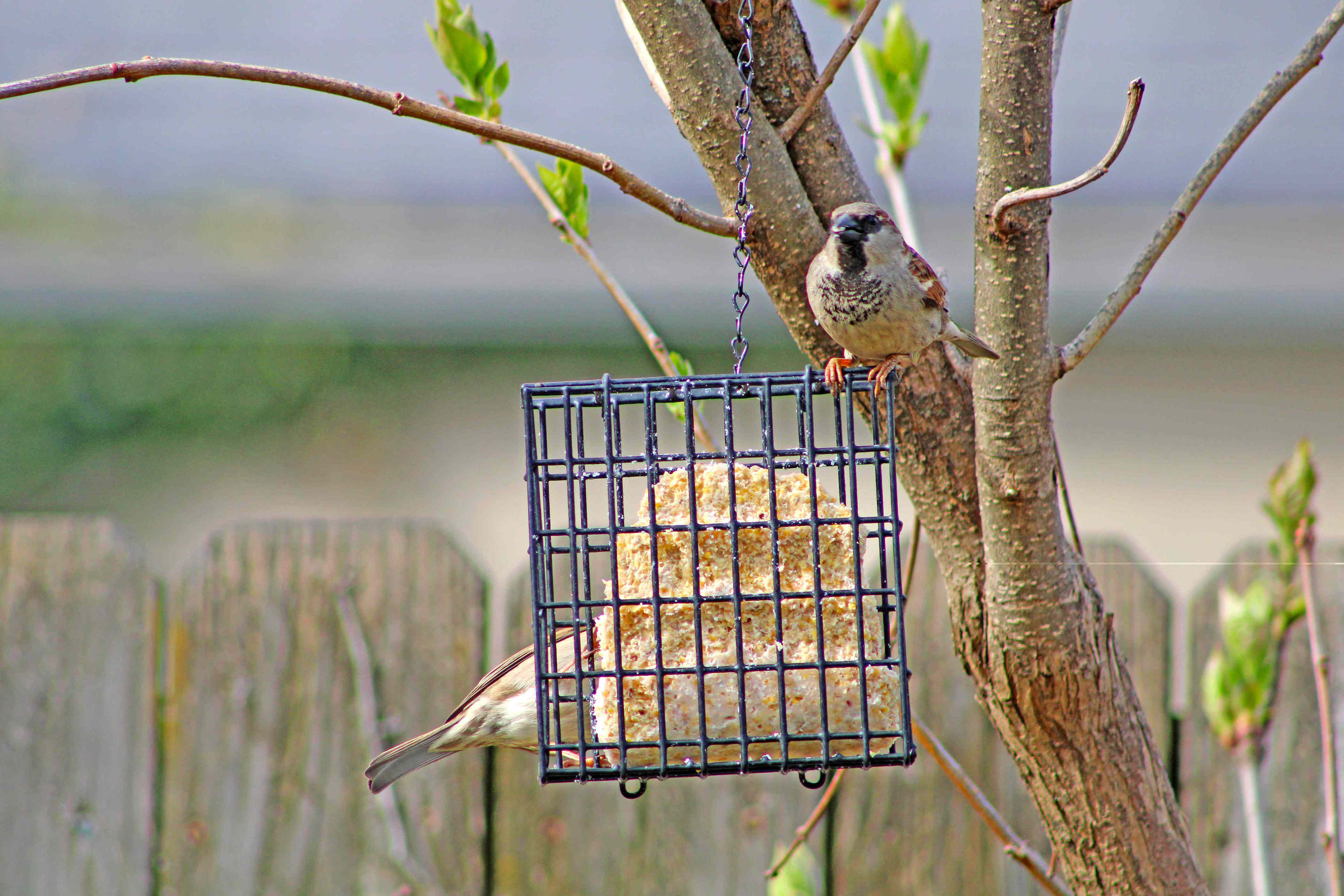 What bird lovers should know about suet and suet cakes this winter