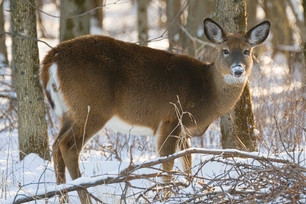 New case of chronic wasting disease confirmed in BC deer