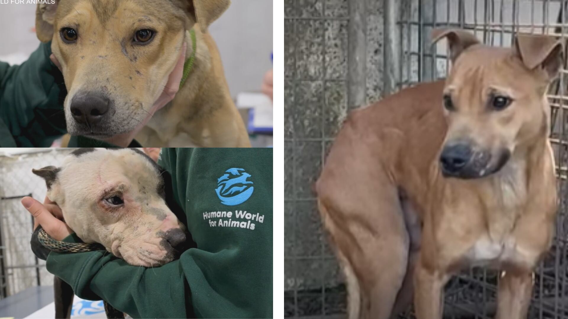 Video: More than 80 dogs rescued from dogfighting operation on the road ...