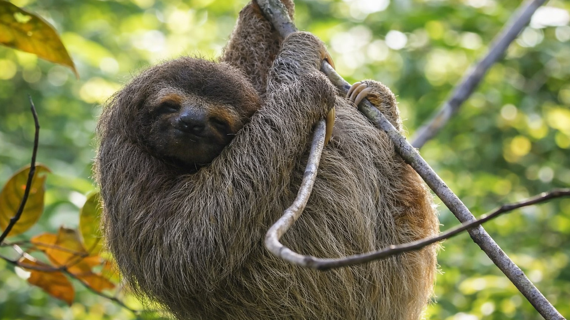 Hanging in peace among the trees