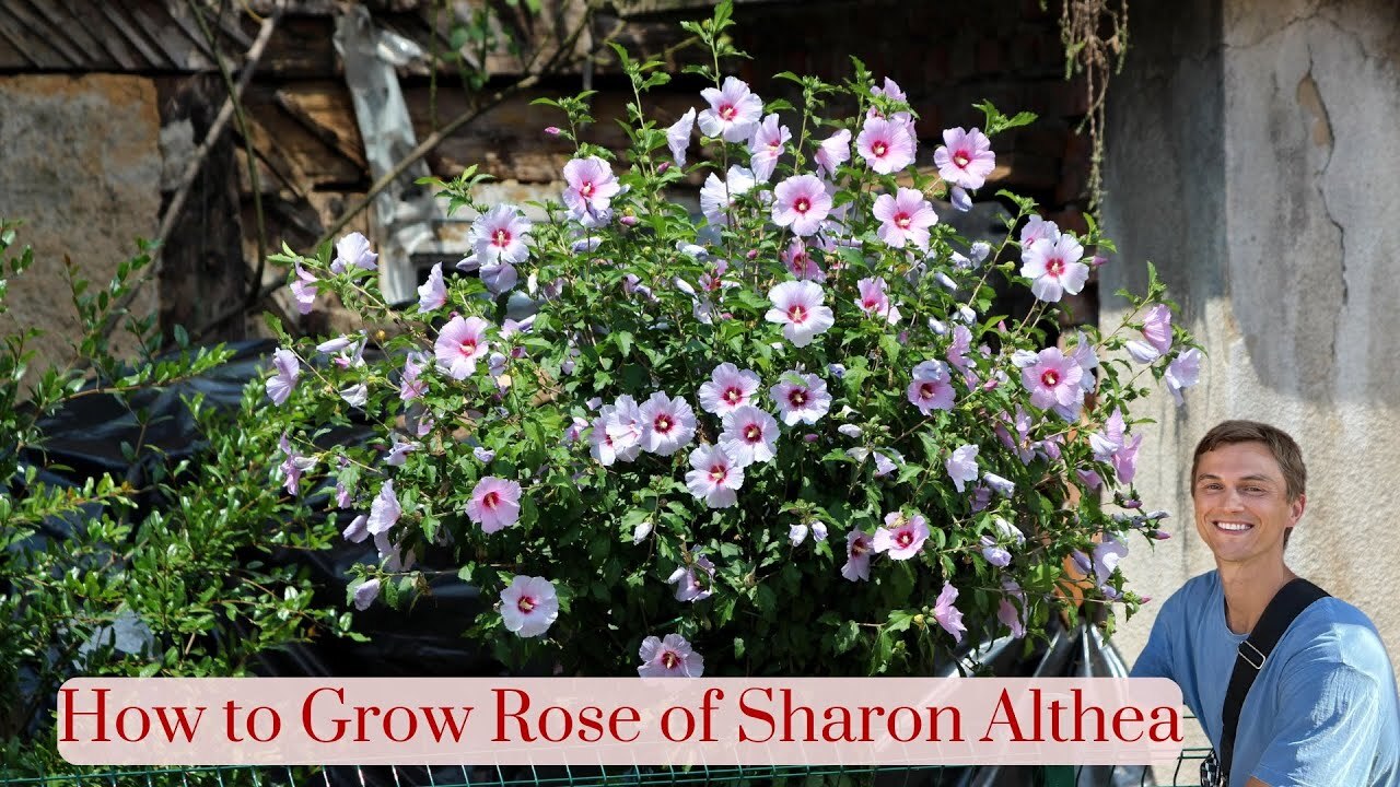 Rose of Sharon - How to grow Hibiscus syriacus (Althea) for more ...