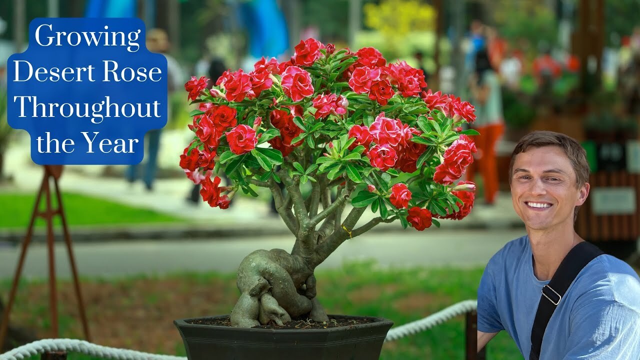 Growing desert rose adenium throughout the year - complete tutorial ...