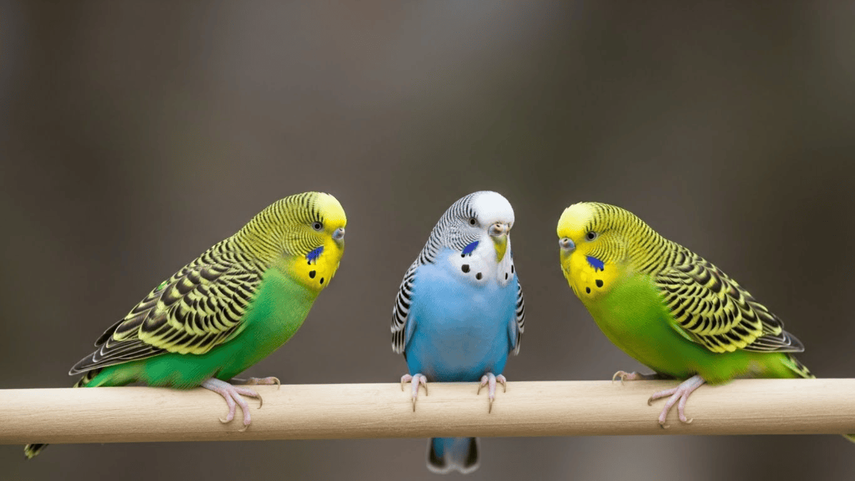 What not to put in a bird feeder, according to experts