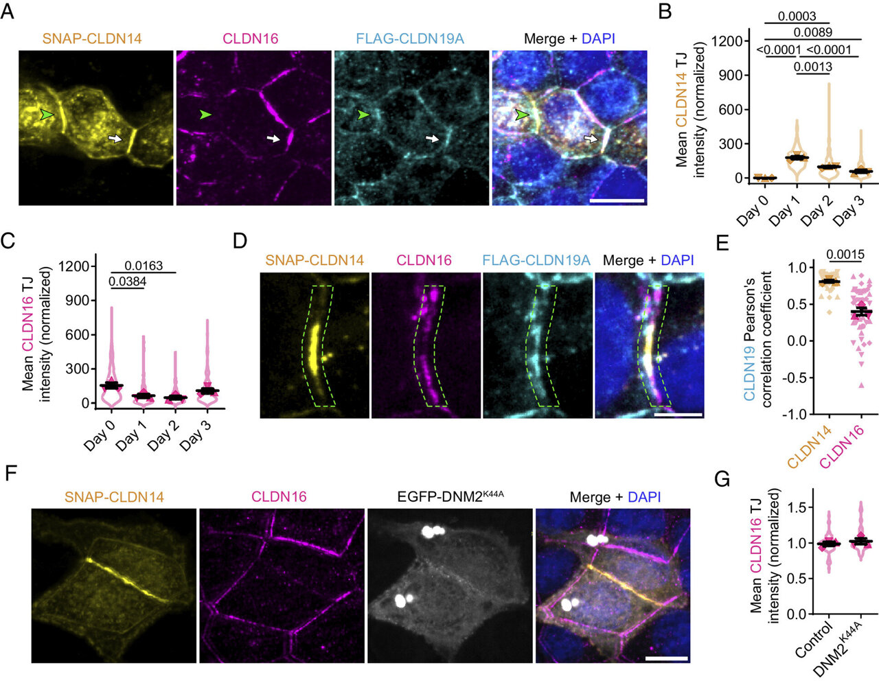 Kidney controls calcium flow with a network of tight junctions, finds study